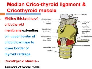 I BDS 2019-20 Anterior median region of neck.pptx