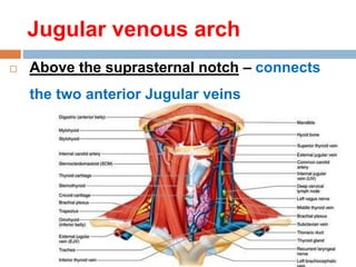 I BDS 2019-20 Anterior median region of neck.pptx