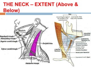 I BDS 2019-20 Anterior median region of neck.pptx