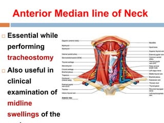 I BDS 2019-20 Anterior median region of neck.pptx