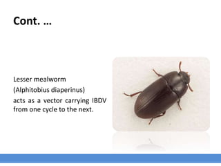 IBD_The Virus | PPTX