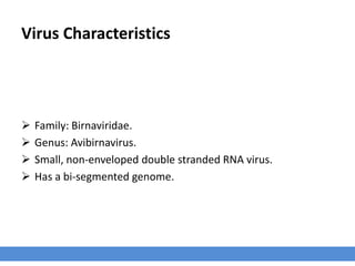IBD_The Virus | PPTX