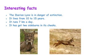 Iberian lynx (1) | PPTX