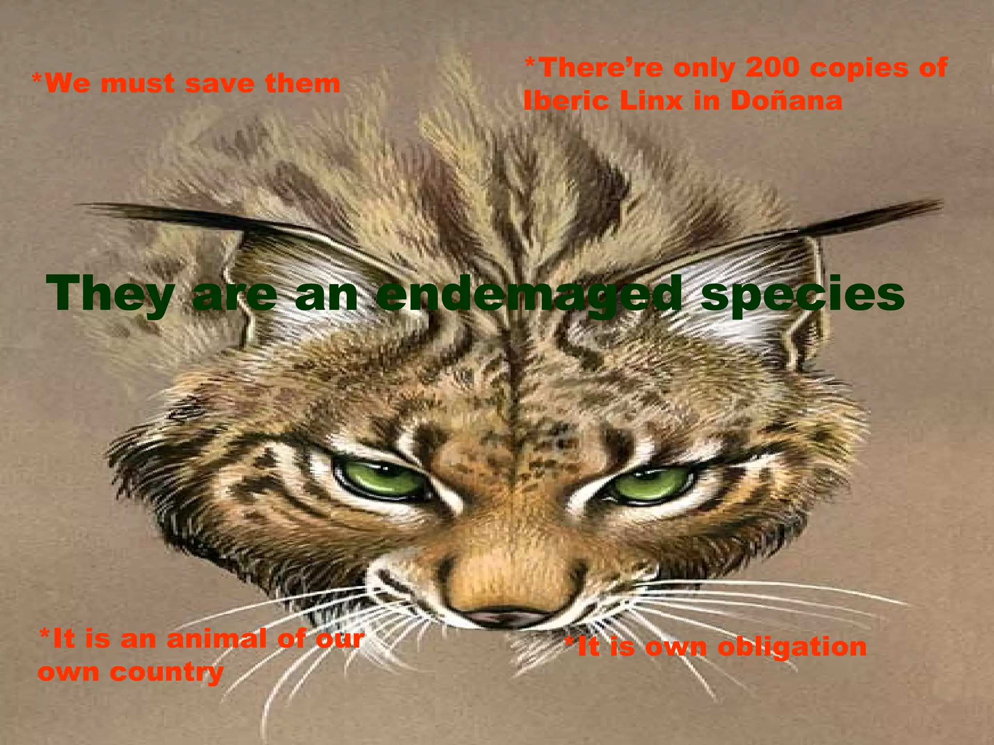 Iberic Lynx | PPT