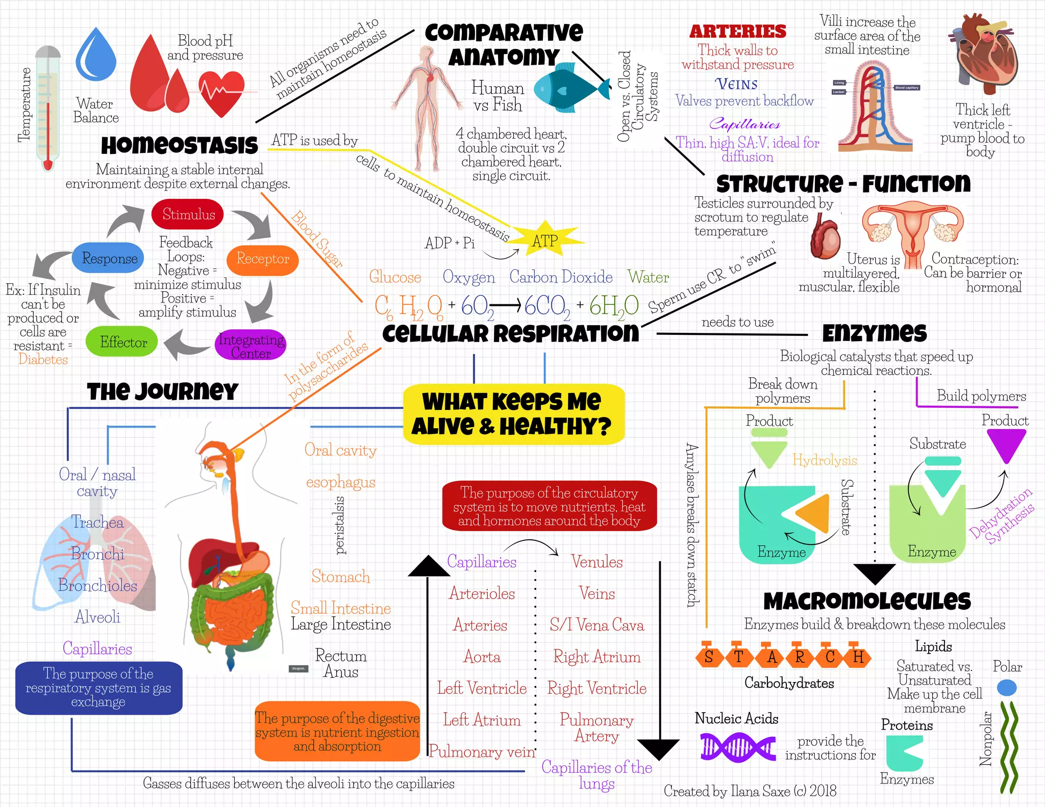 Ibes winter term concept map saxe 2018 v3 | PPT