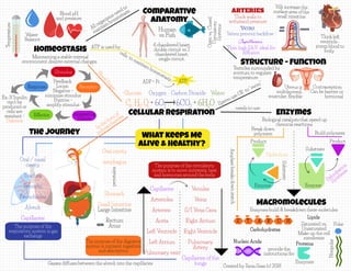 Digestive System Concept Map