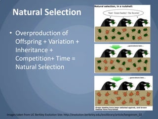 Overproduction Natural Selection