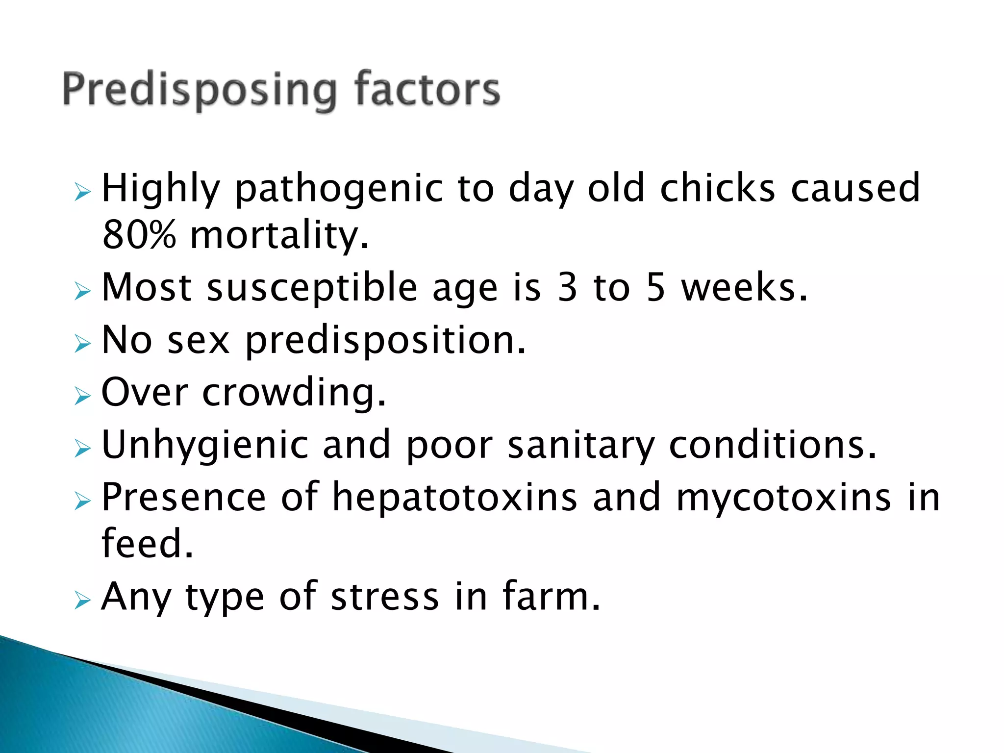 IBH, HPS in poultry | PPTX