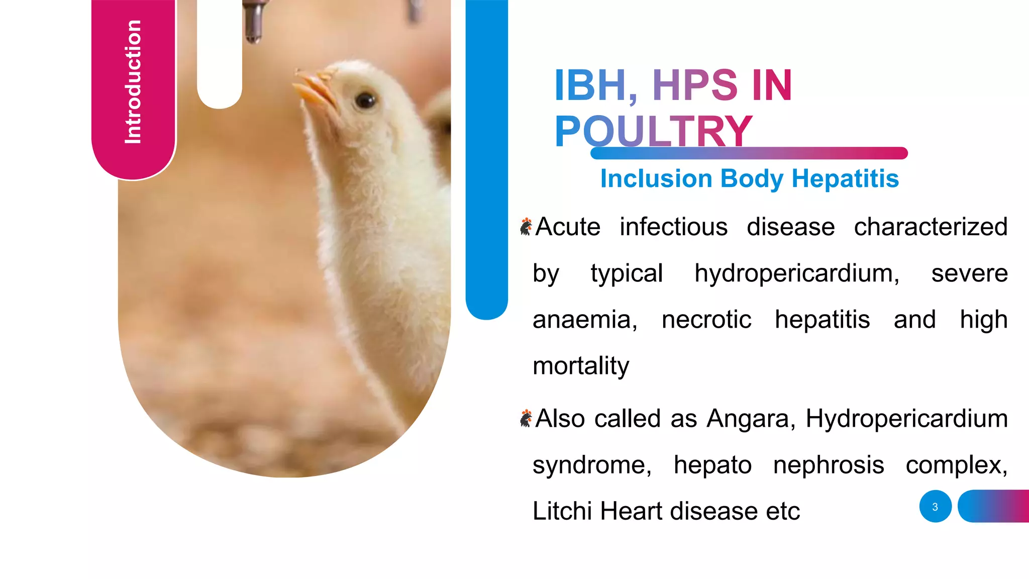 IBH in Poultry Dr. KHM | PPTX