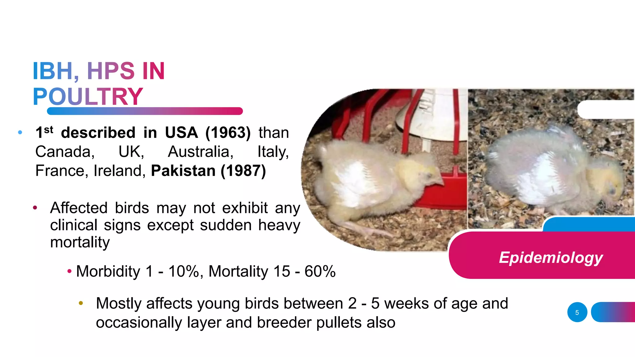 IBH in Poultry Dr. KHM | PPTX