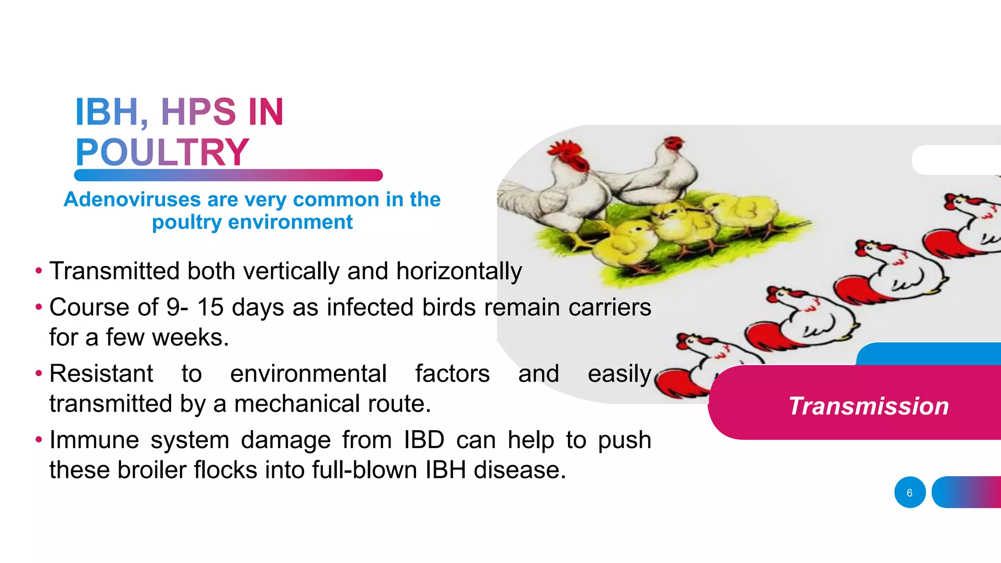 IBH in Poultry Dr. KHM | PPTX