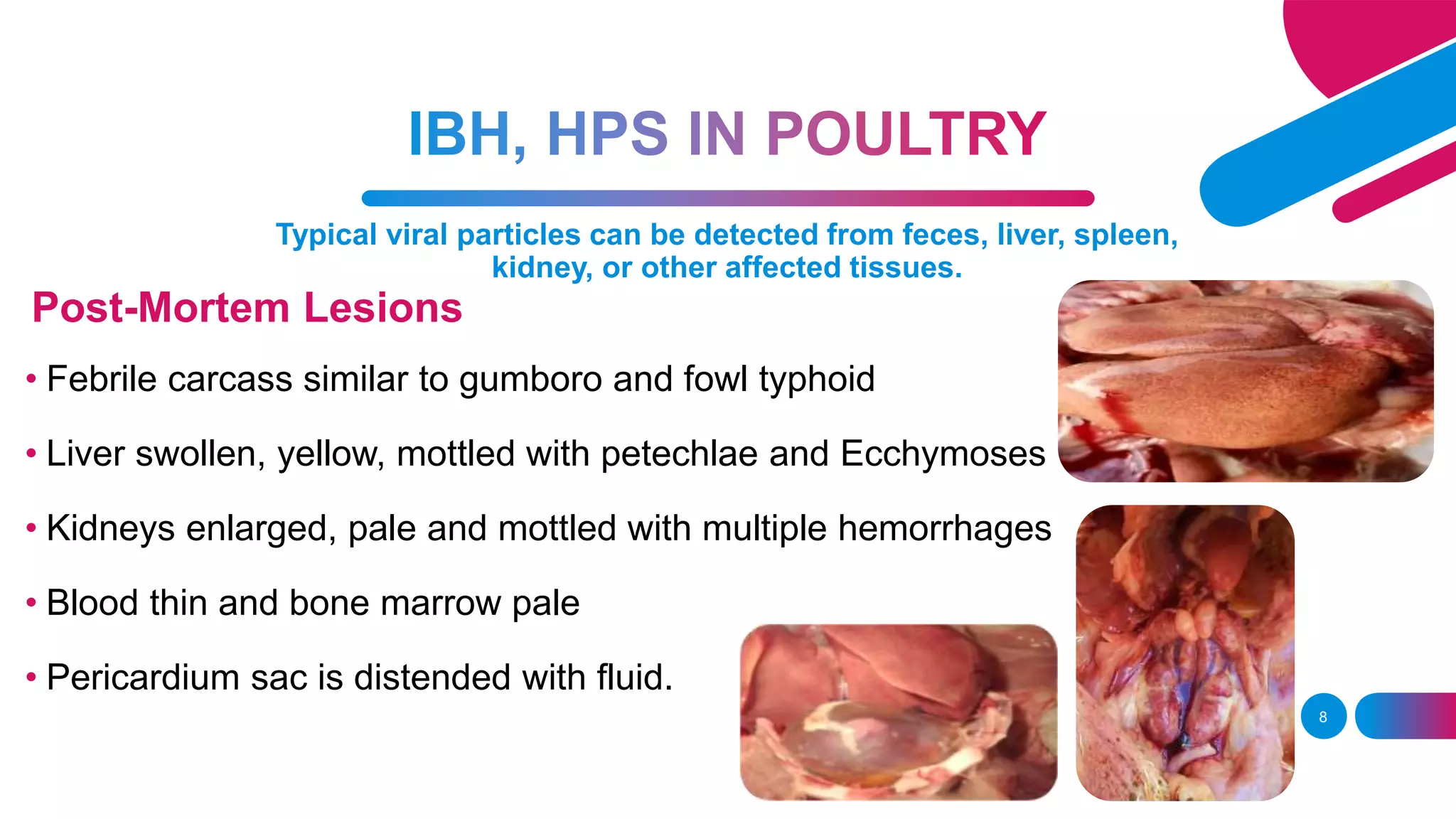 IBH in Poultry Dr. KHM | PPTX