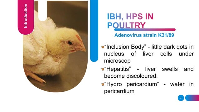 IBH in Poultry Dr. KHM | PPTX