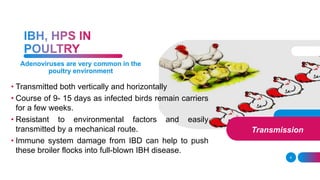 IBH in Poultry Dr. KHM | PPTX