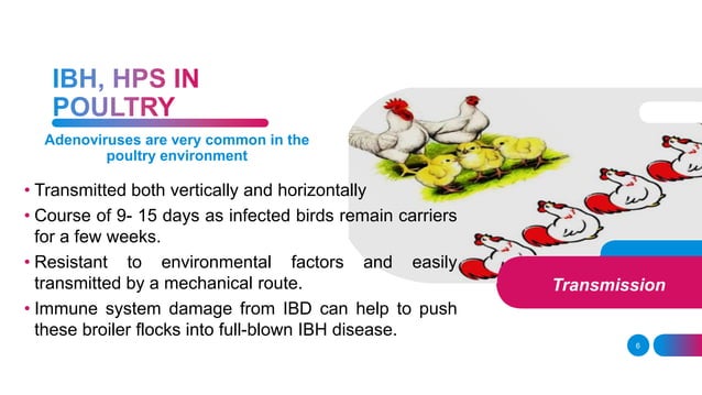 IBH in Poultry Dr. KHM | PPTX