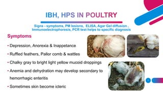 IBH in Poultry Dr. KHM | PPTX