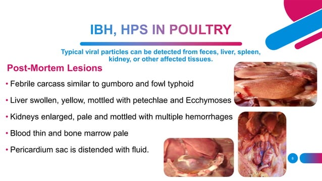 IBH in Poultry Dr. KHM | PPTX
