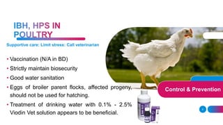 IBH in Poultry Dr. KHM | PPTX