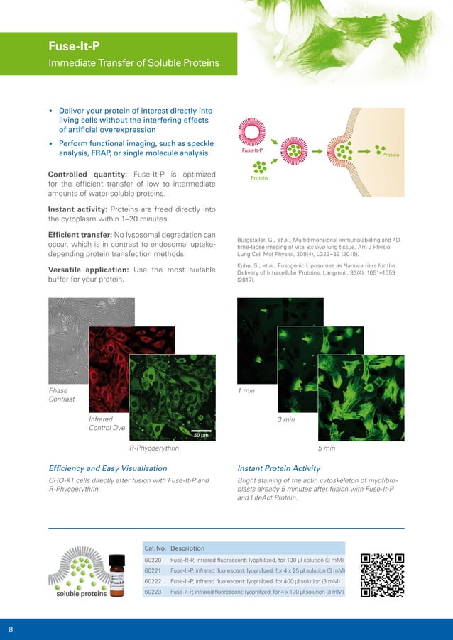 Ibidi membrane fusion | PDF