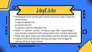 IBM-ANATOMI SISTEM INTEGUMEN PADA MANUSIA.pptx