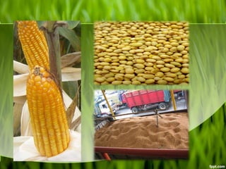 Ilmu bahan pakan ternak serta nutrisi ternak | PDF