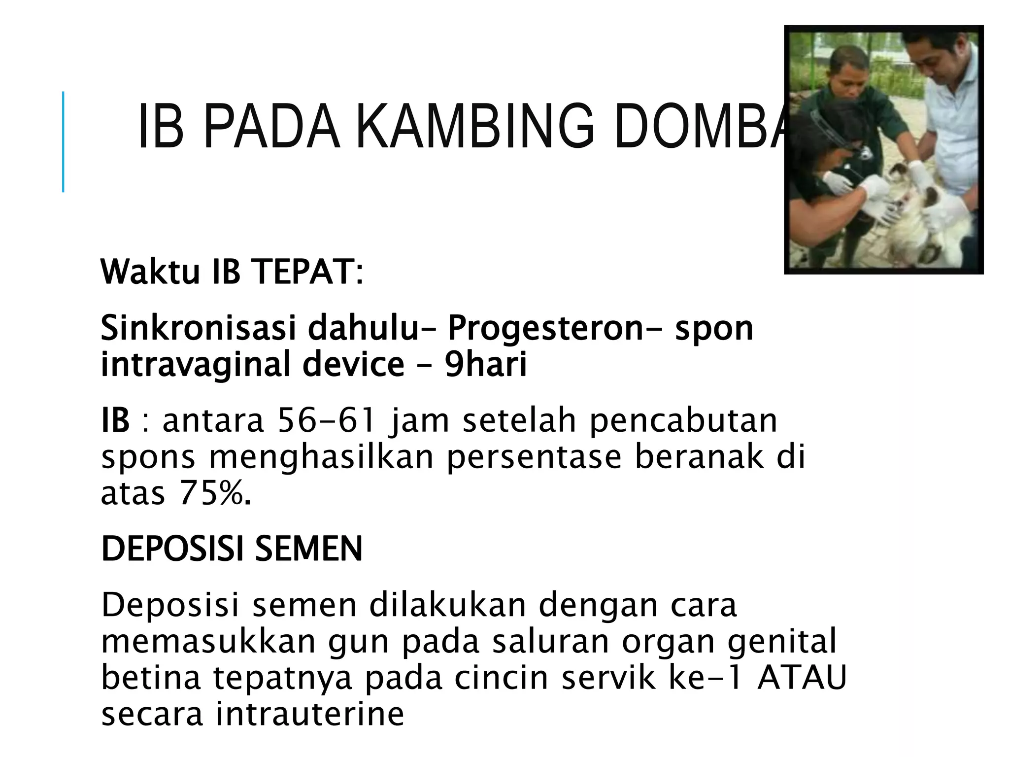 IB Pada Sapi, kambing domba kerbau.ppt