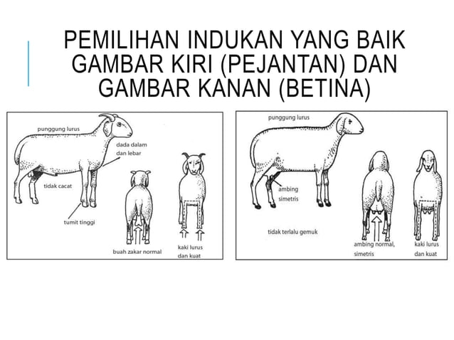 IB Pada Sapi, kambing domba kerbau.ppt