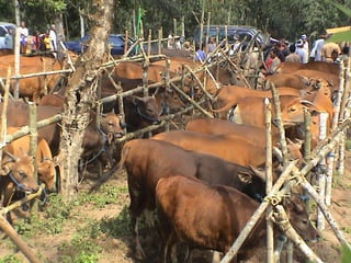 IB Pada Sapi, kambing domba kerbkkkau.ppt