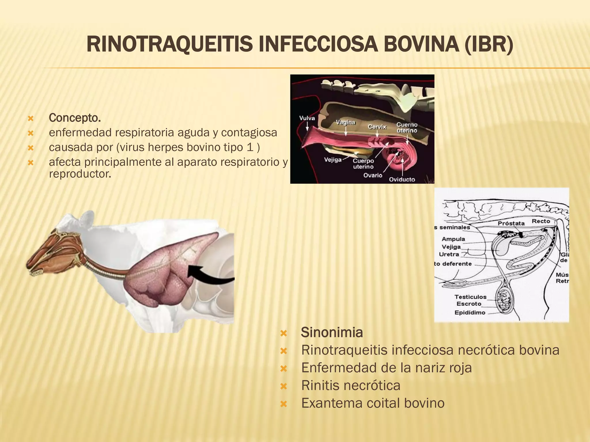 RINOTRAQUEITIS INFECCIOSA BOVINA (IBR) | PDF