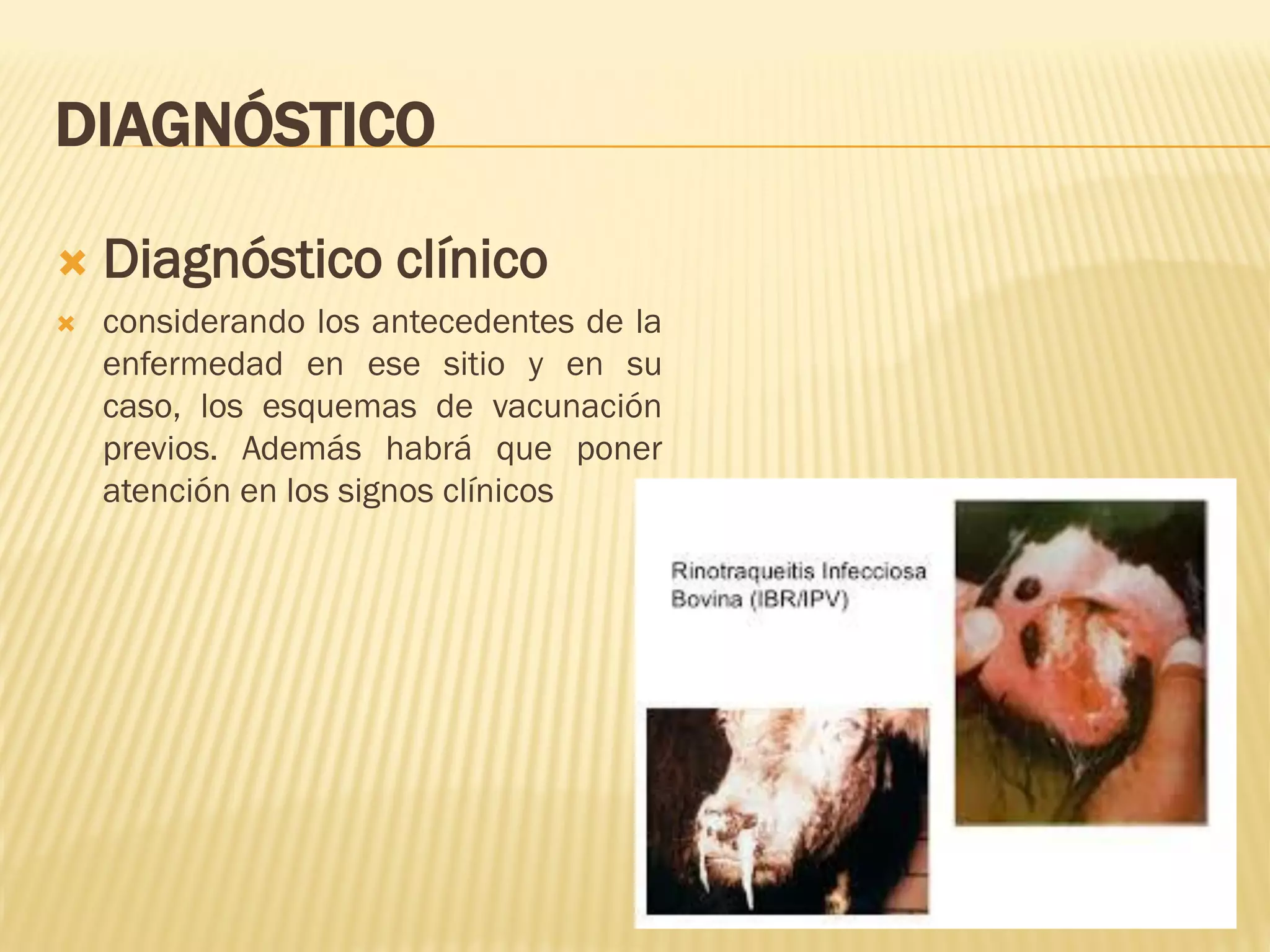 RINOTRAQUEITIS INFECCIOSA BOVINA (IBR) | PPT