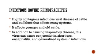 Infectious Bovine Rhinotracheitis (Lecture) | PPTX | Infectious ...