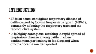 Infectious Bovine Rhinotracheitis (Lecture) | PPTX | Infectious ...