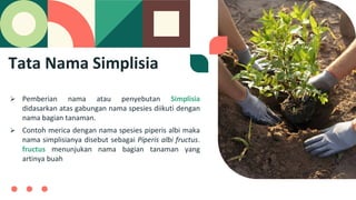 Materi tentang Simplisia oleh Ibrahim As | PDF