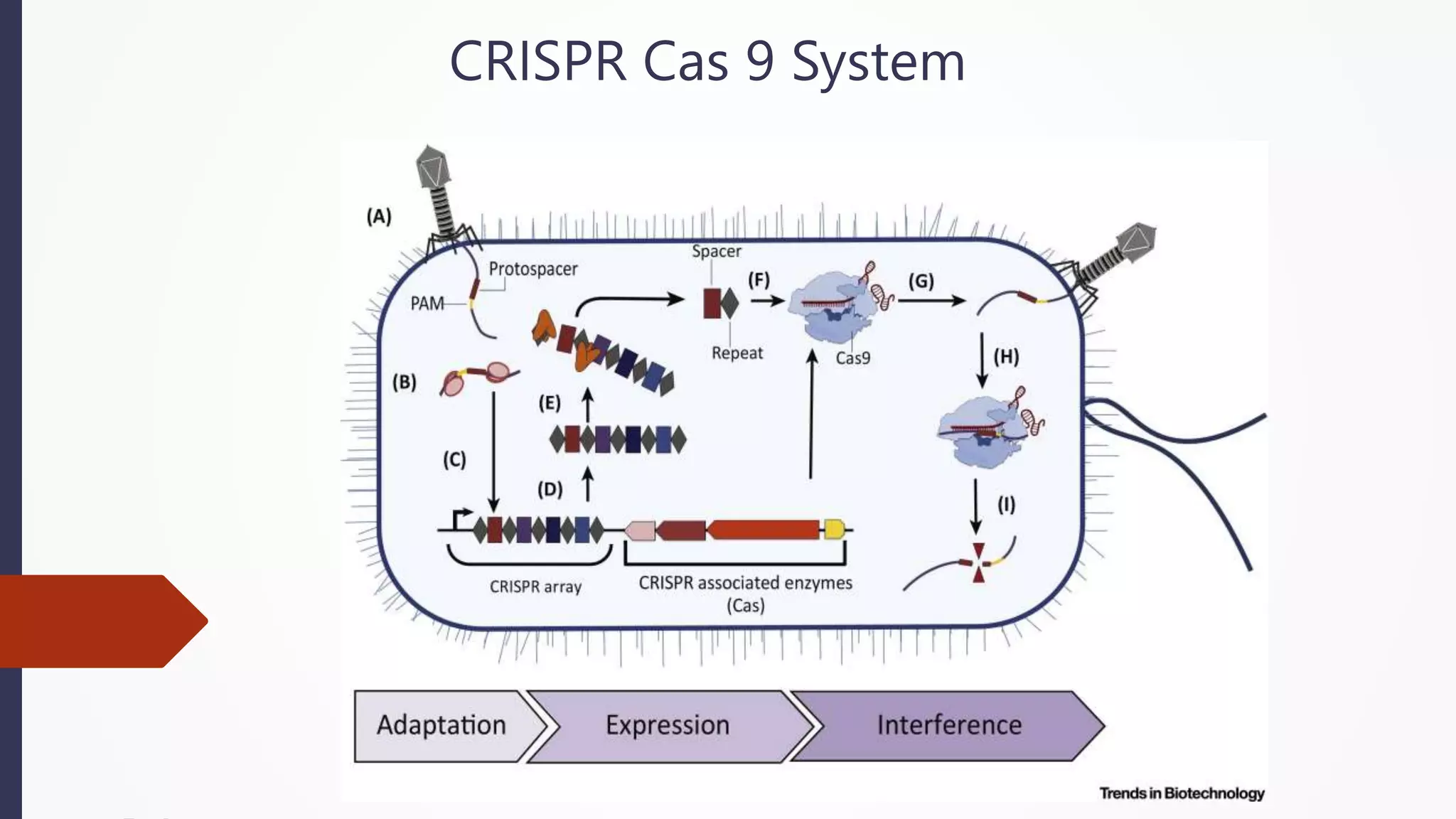 CRISPR in Cancer Biology and Therapy.pptx