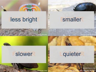 Insect love songs: how the social environment influences mating ...