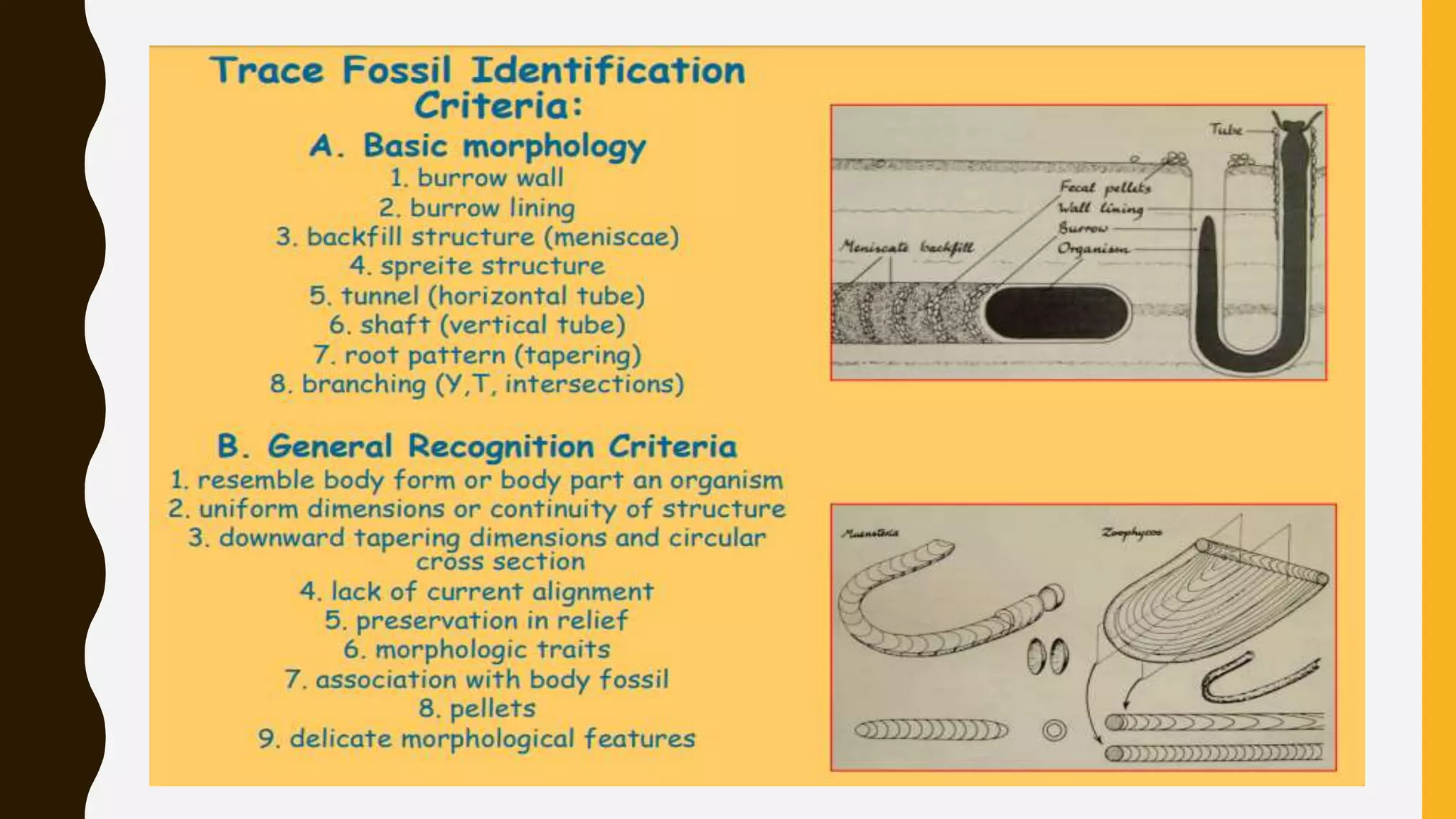 Ichnology,classification & significance of trace fossil | PPTX