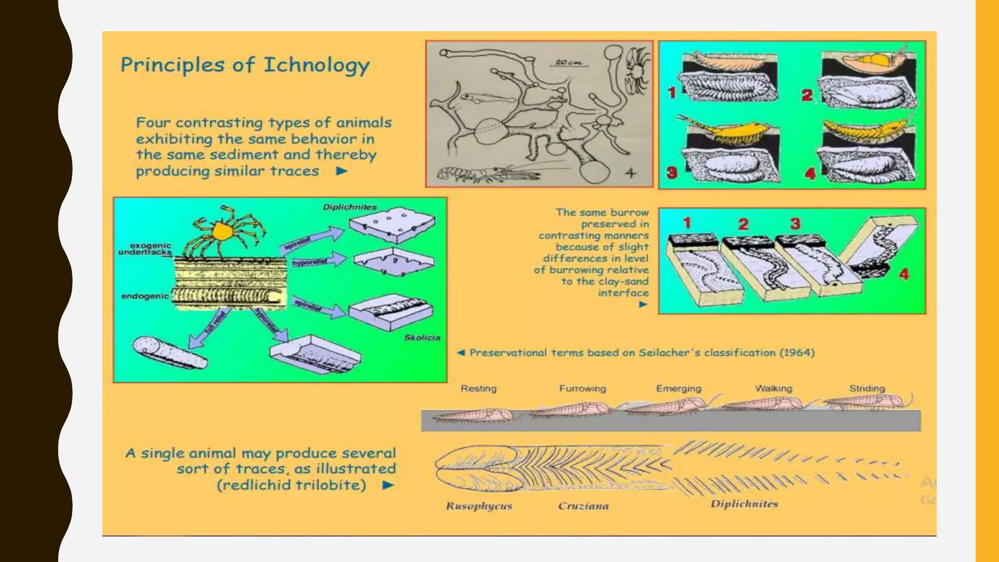 Ichnology,classification & significance of trace fossil | PPTX