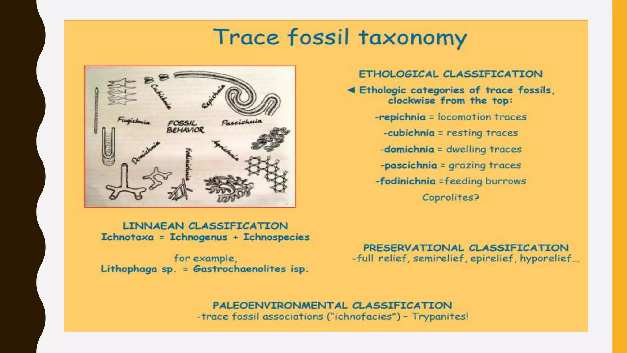 Ichnology,classification & significance of trace fossil | PPTX