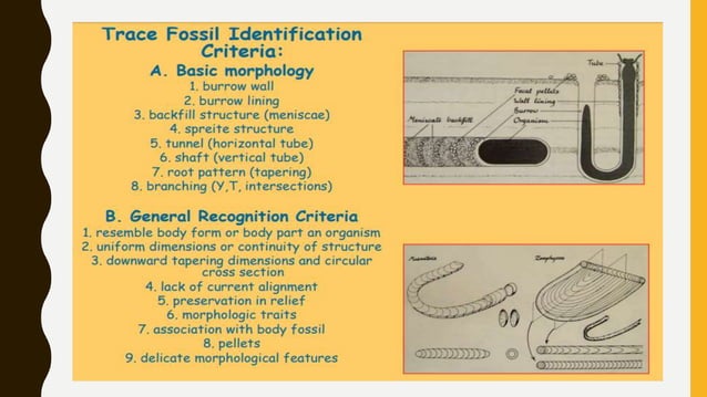 Ichnology,classification & significance of trace fossil | PPTX