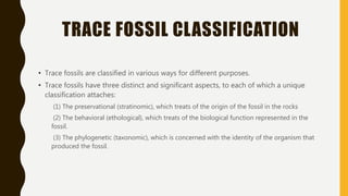 Ichnology,classification & significance of trace fossil | PPTX