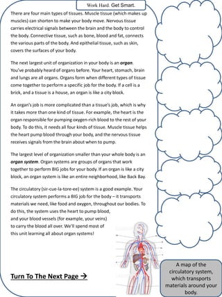 Levels of Organization | PDF