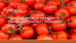 Transformation of tomato using CRISPER- CAS9 construct to enhance the ...