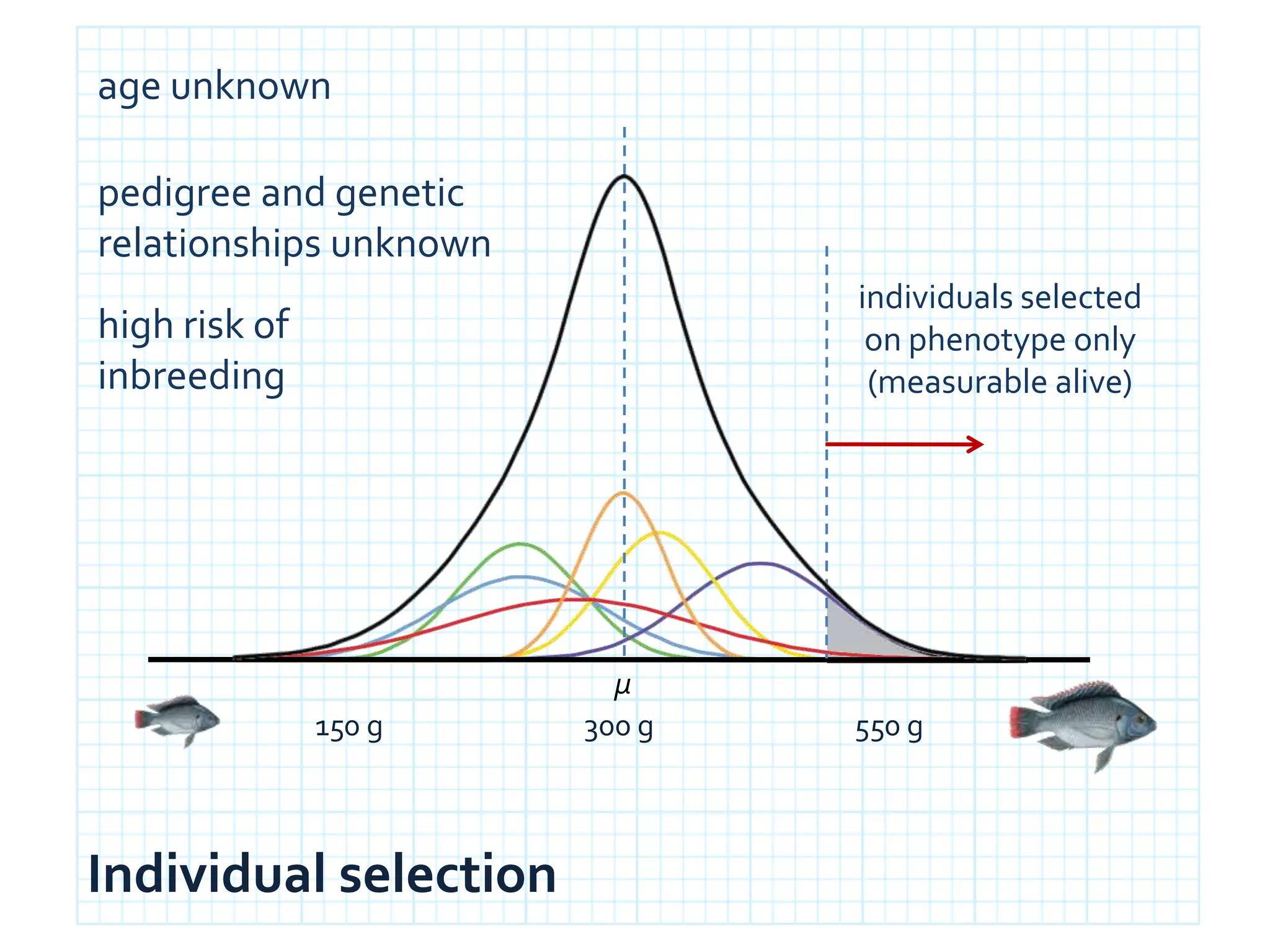 Selective breeding in fish and conservation of genetic resources for ...