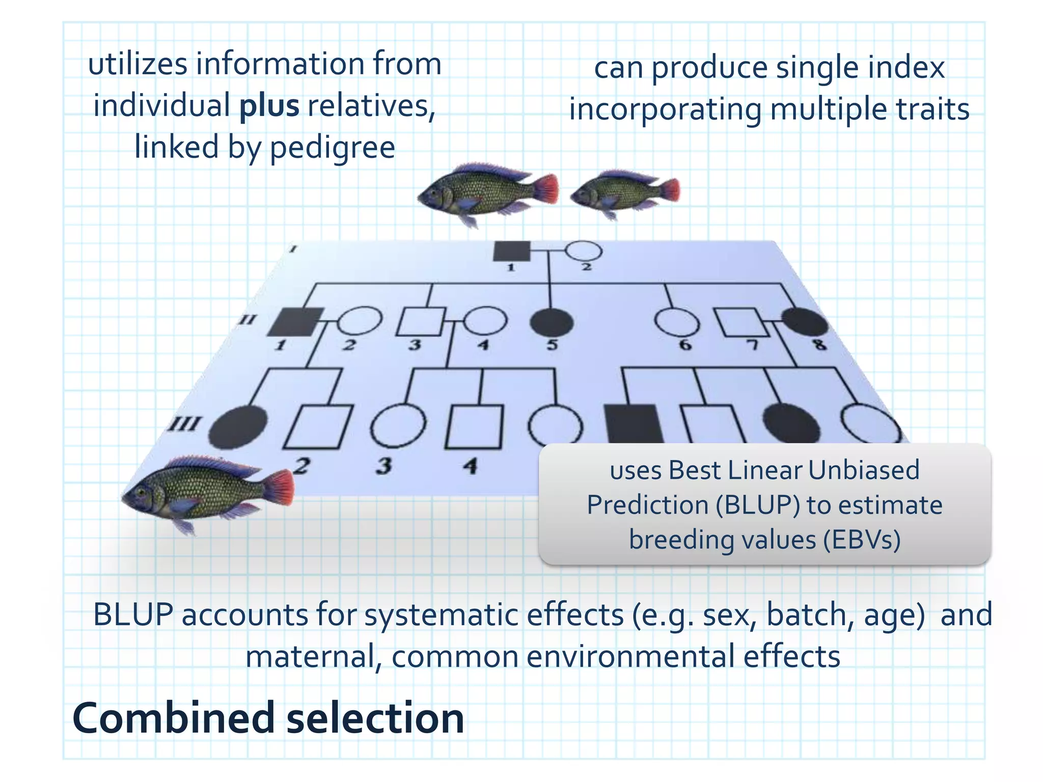 Selective breeding in fish and conservation of genetic resources for ...
