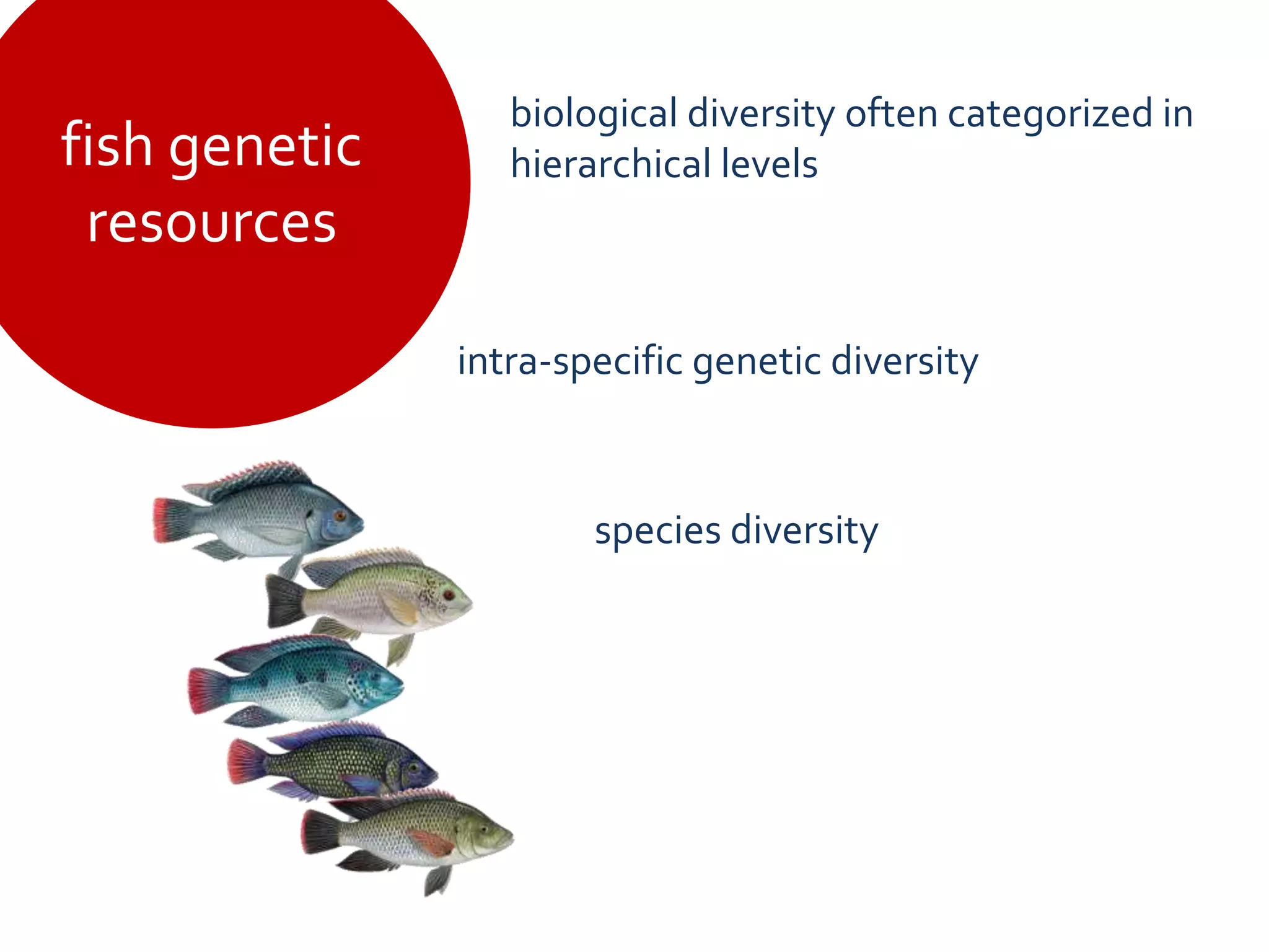 Selective breeding in fish and conservation of genetic resources for ...