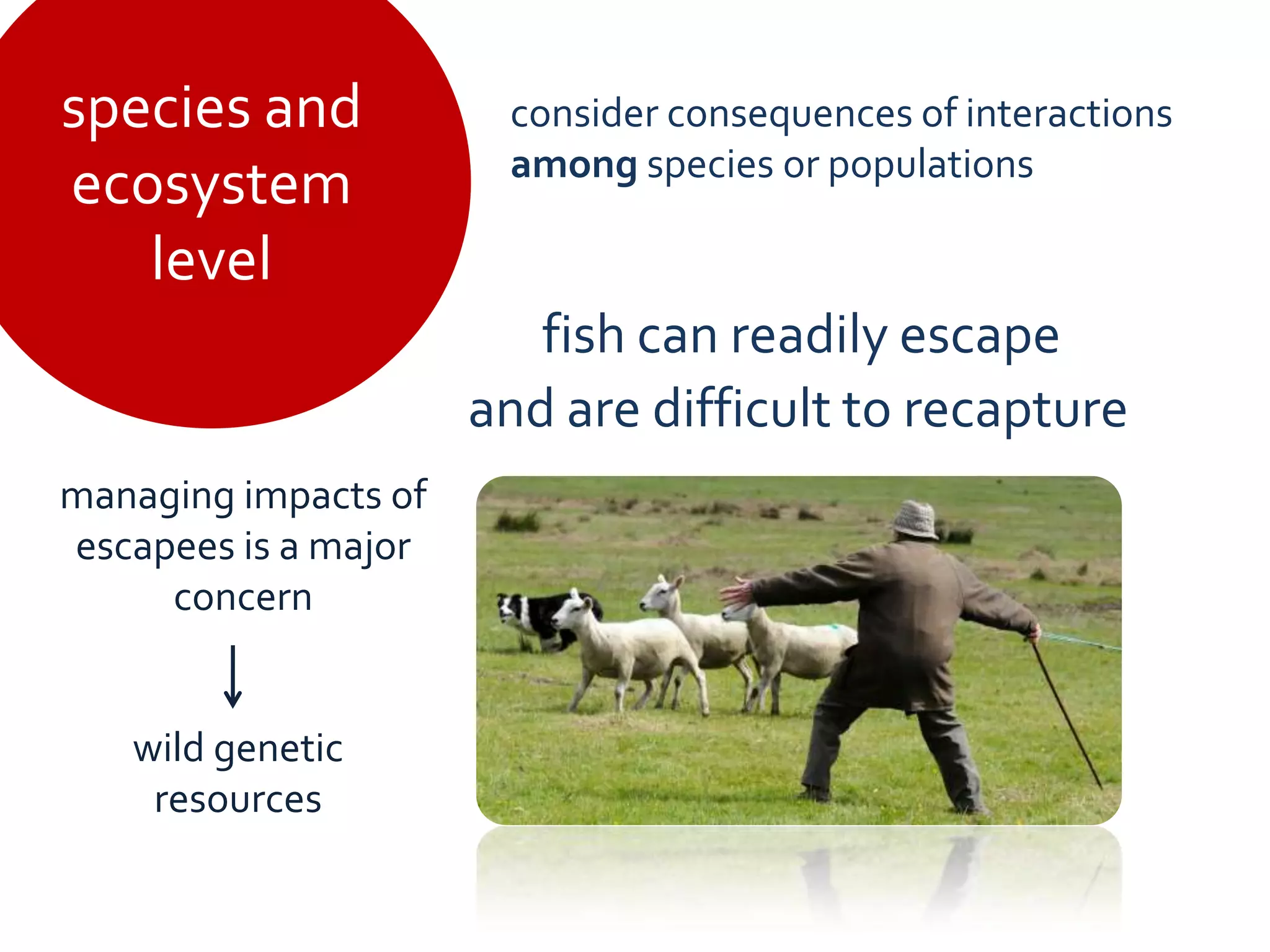 Selective breeding in fish and conservation of genetic resources for ...