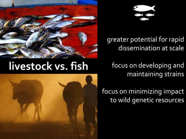 Selective breeding in fish and conservation of genetic resources for ...