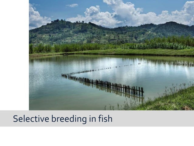 Selective breeding in fish and conservation of genetic resources for ...