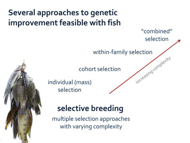 Selective breeding in fish and conservation of genetic resources for ...