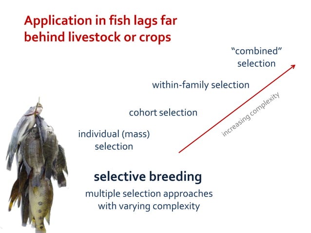 Selective breeding in fish and conservation of genetic resources for ...